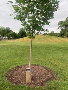 The Memorial Program Trees & Benches – Clarendon Hills Park District